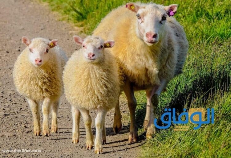 أفضل أنواع الغنم للأكل | ومواصفات كلًا منها - موقع الوفاق